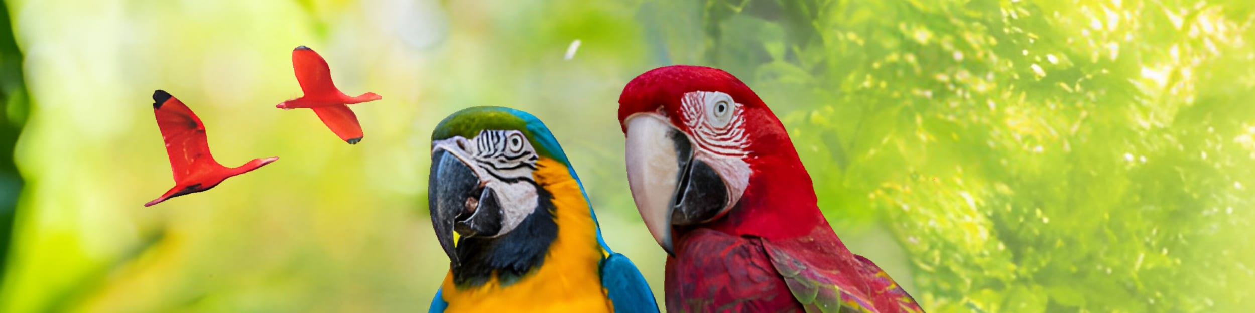 GO to Bird Kingdom in Niagara Falls | GO Transit