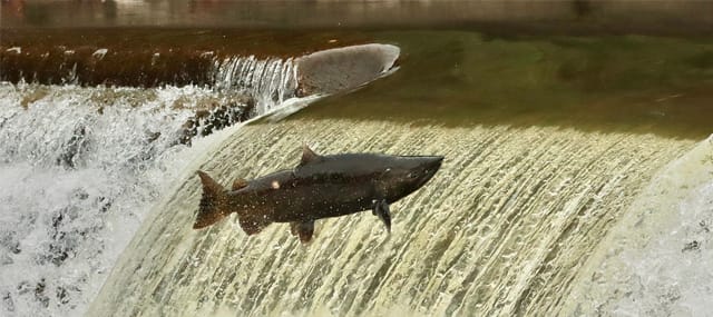 UP Express - Explore Toronto's Weston Station Neighbourhood & Humber ...