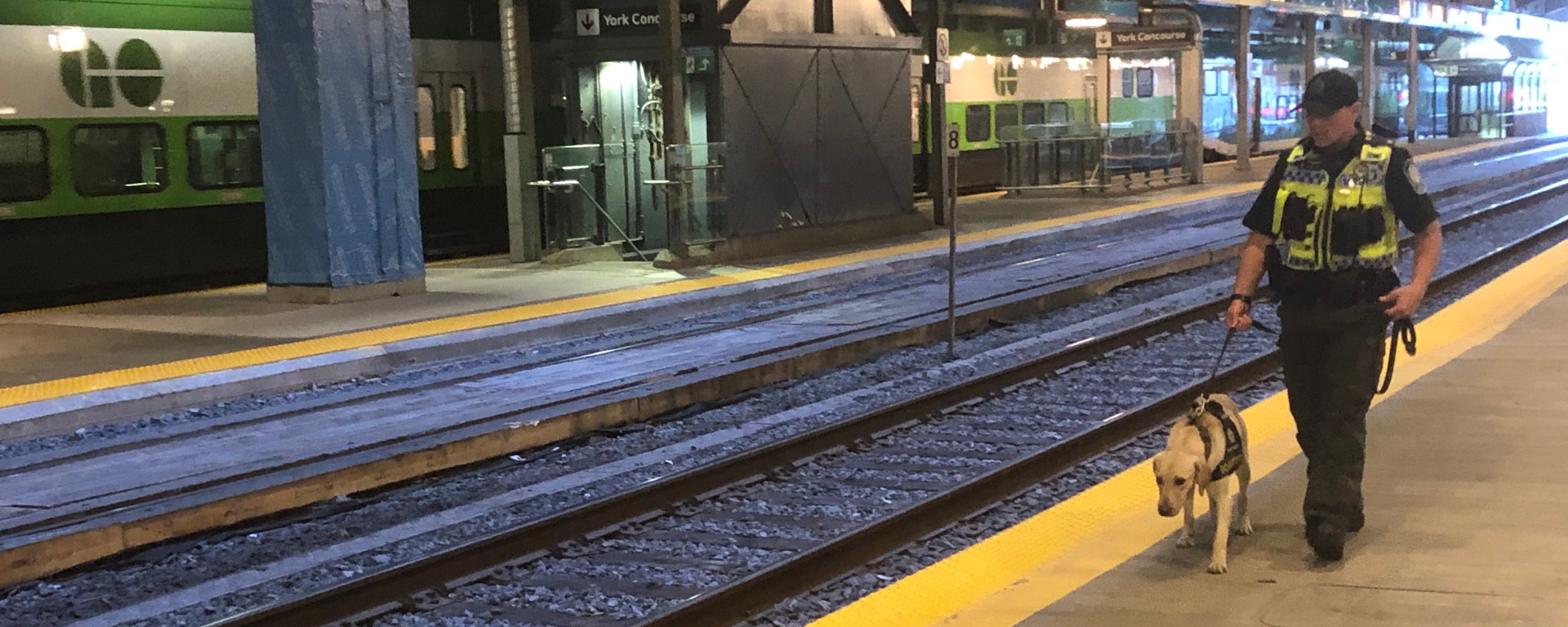Life for dogs off-duty - Metrolinx K9 unit begins patrols