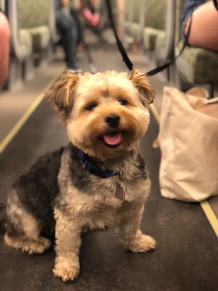 Metrolinx launches pilot program for dogs on transit