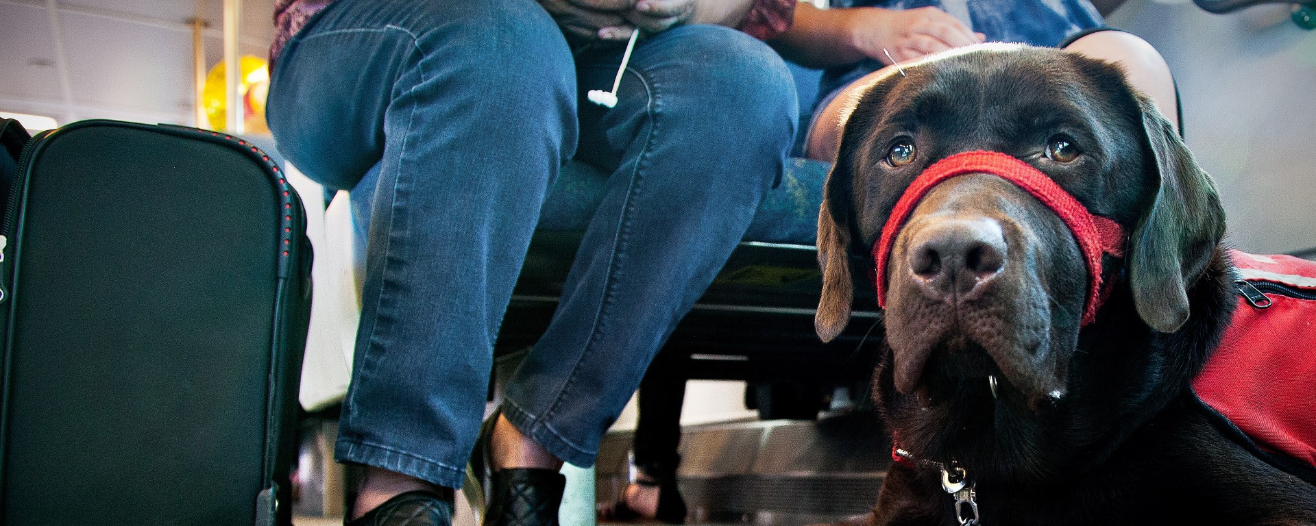 Service dogs in training supported by GO Transit